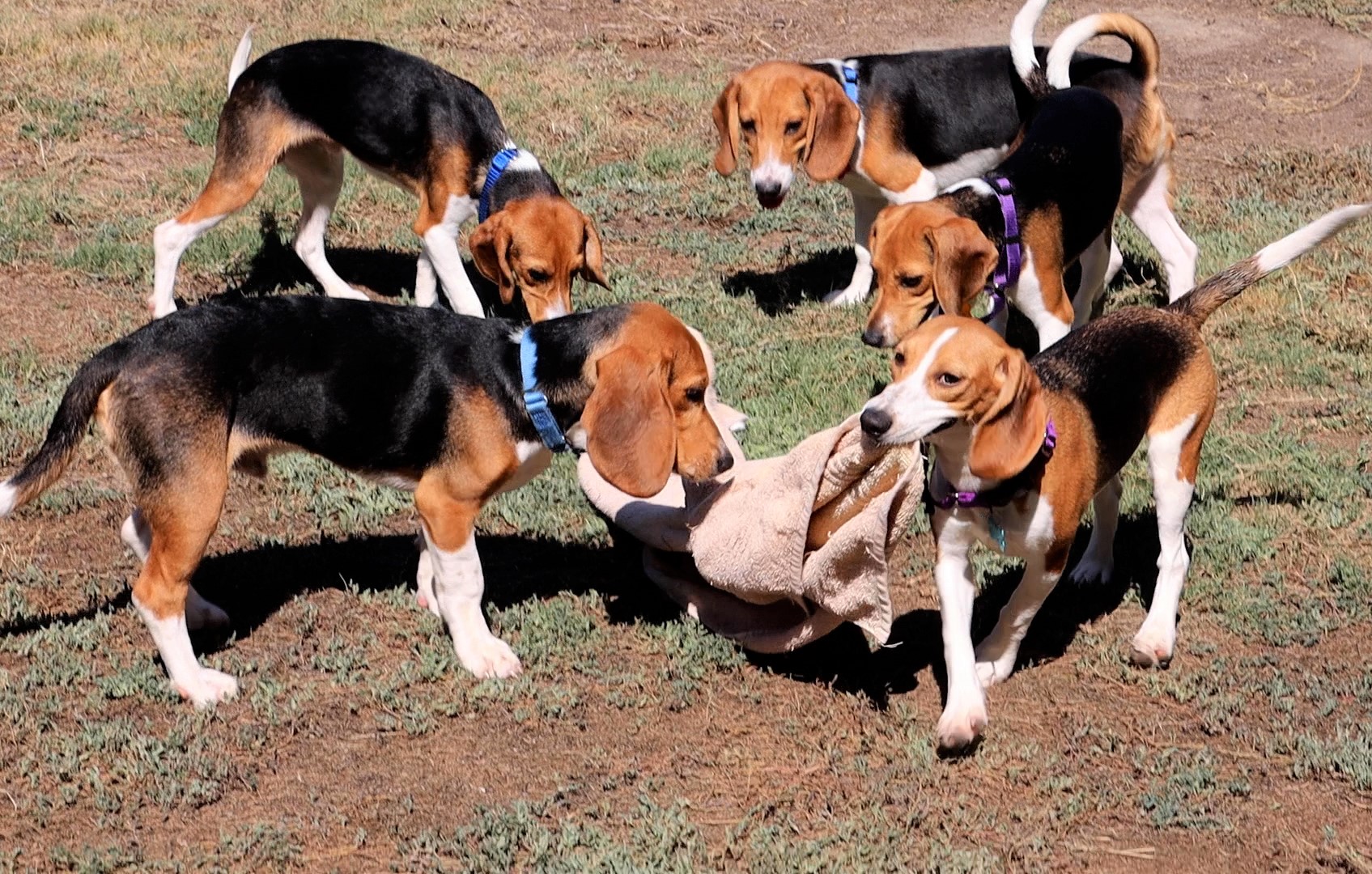 “Beaglemania” hits San Diego - San Diego County News