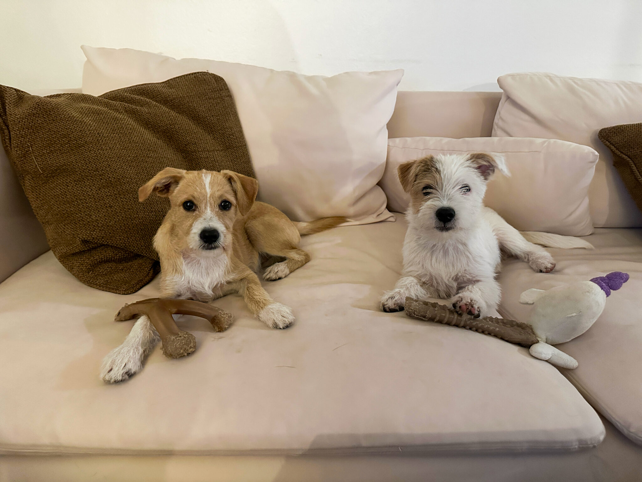 Helen Woodward Animal Center’s Leo and Remy headed to Puppy Bowl